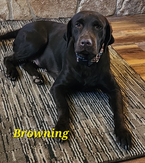 Available Puppies | Son of a Gun Silver Labs | Texas Silver Labs for Sale