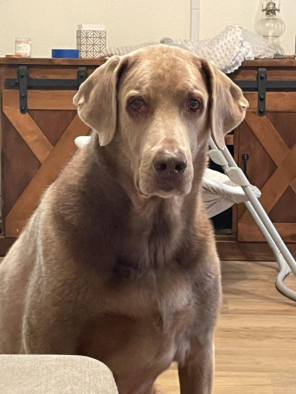 Available Adult Labs | Son of a Gun Silver Labs | Texas Silver Labs for ...