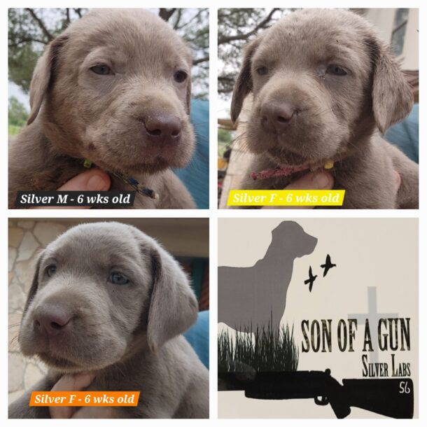 Available Puppies | Son of a Gun Silver Labs | Texas Silver Labs for Sale