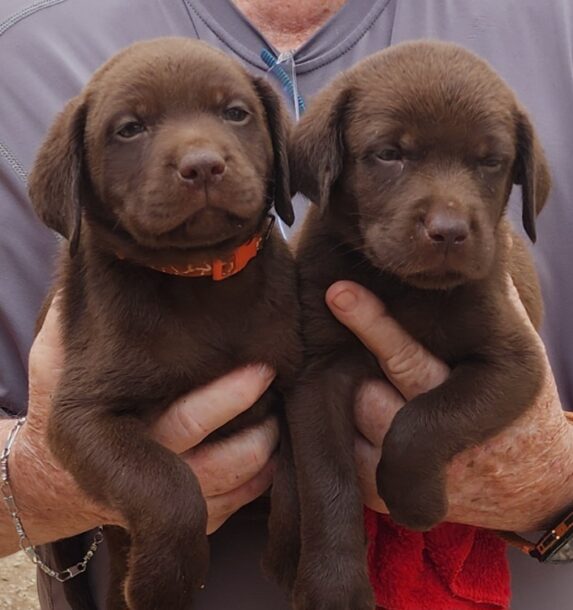 Available Puppies | Son of a Gun Silver Labs | Texas Silver Labs for Sale