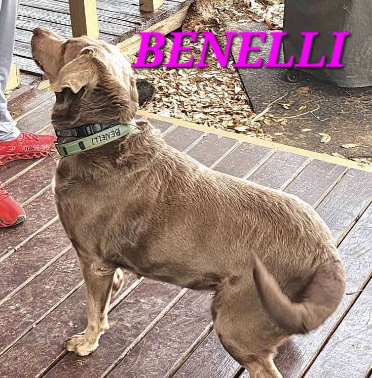 Available Puppies | Son of a Gun Silver Labs | Texas Silver Labs for Sale